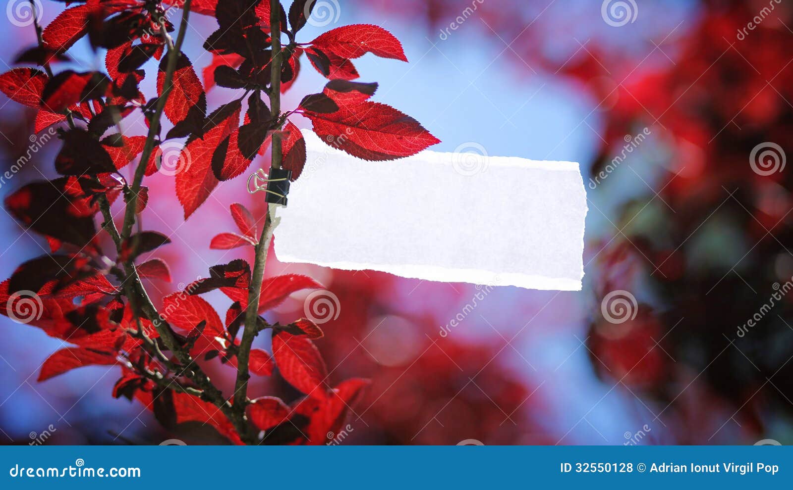 Message in a tree stock photo. Image of white, poster - 32550128