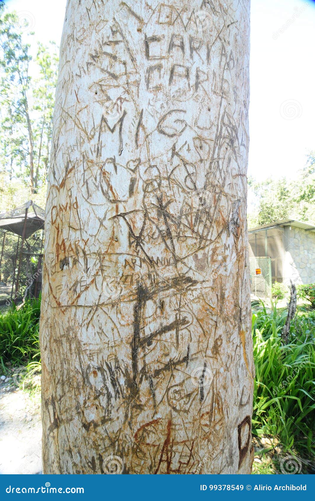 Messages on a tree stock image. Image of nature, landscape - 99378549