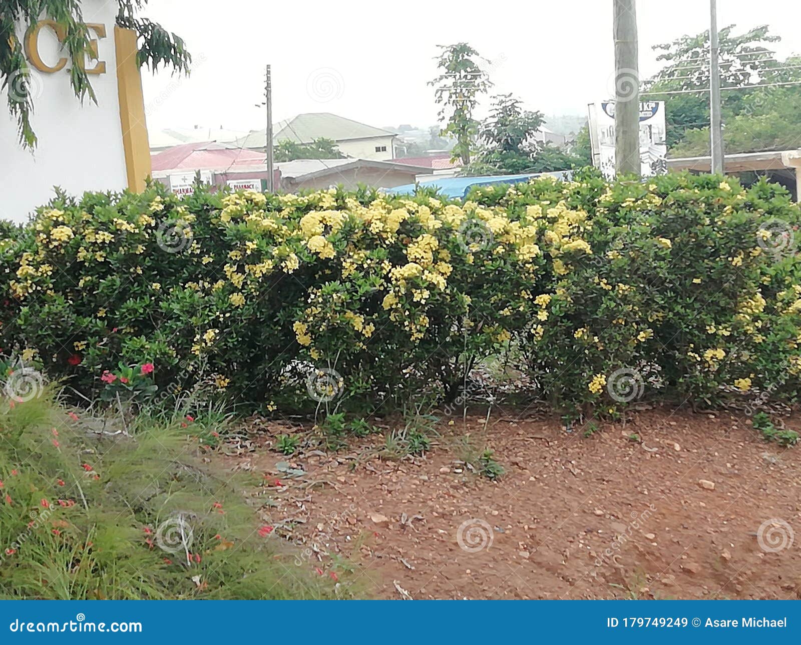 Messi Flower Stock Photos - Free & Royalty-Free Stock Photos from ...