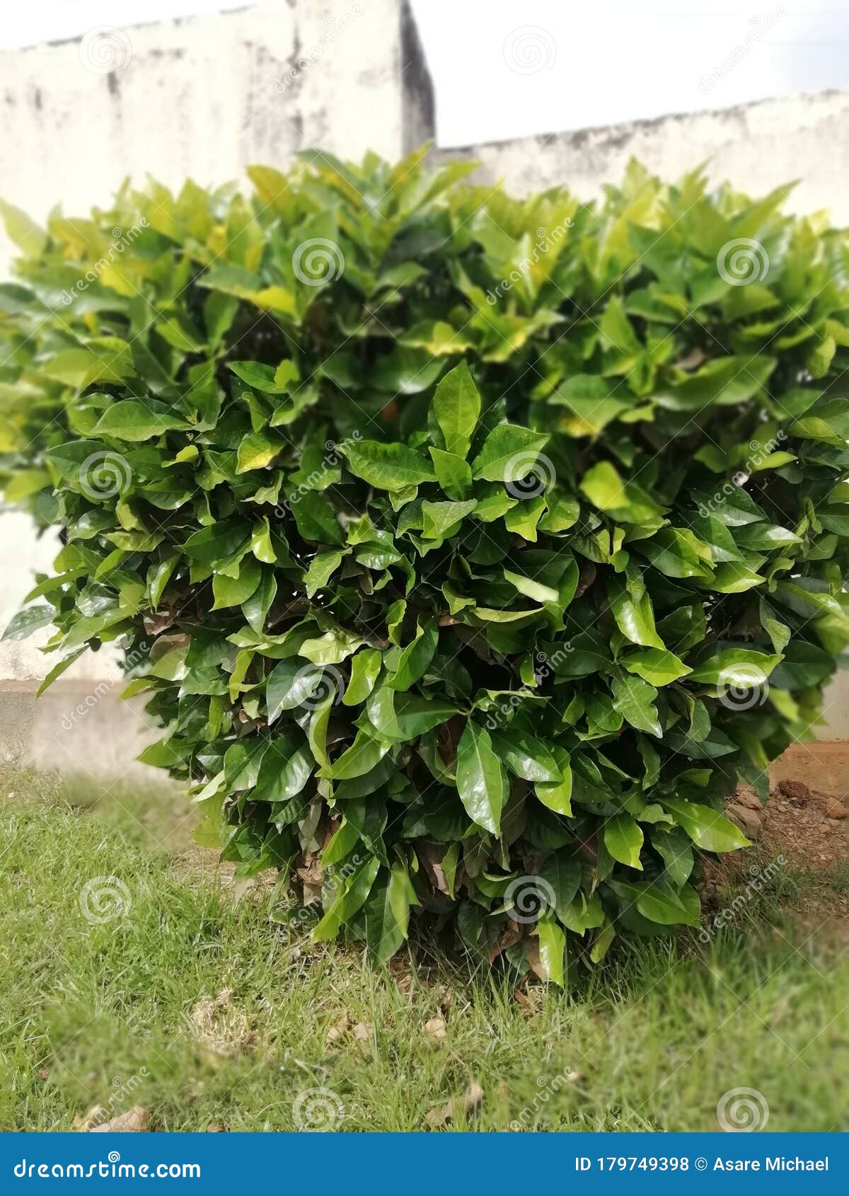 Messi flower nature stock photo. Image of garden, shrub - 179749398