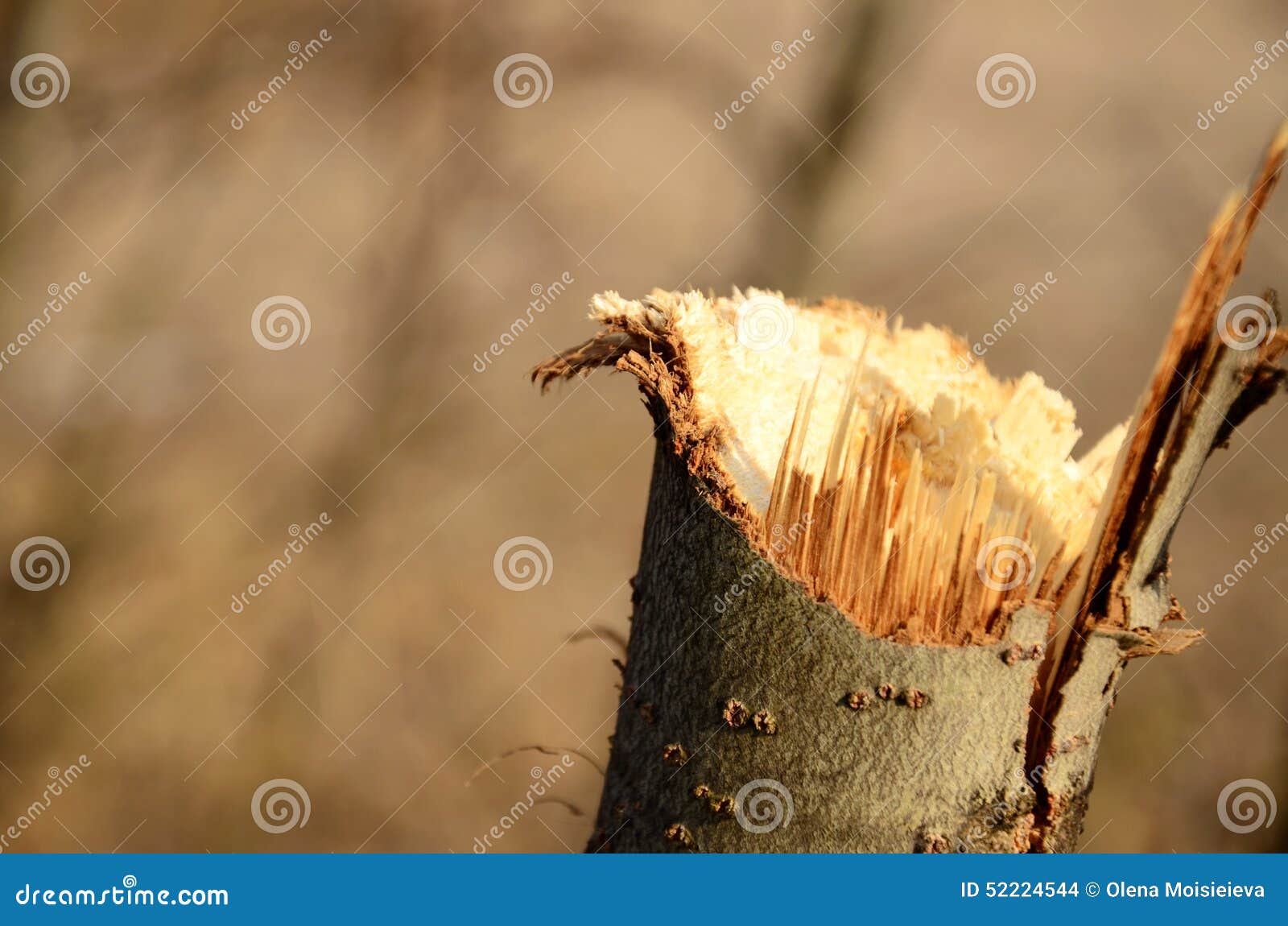 Rough stump branch stock photo. Image of closeup, nature - 52224544