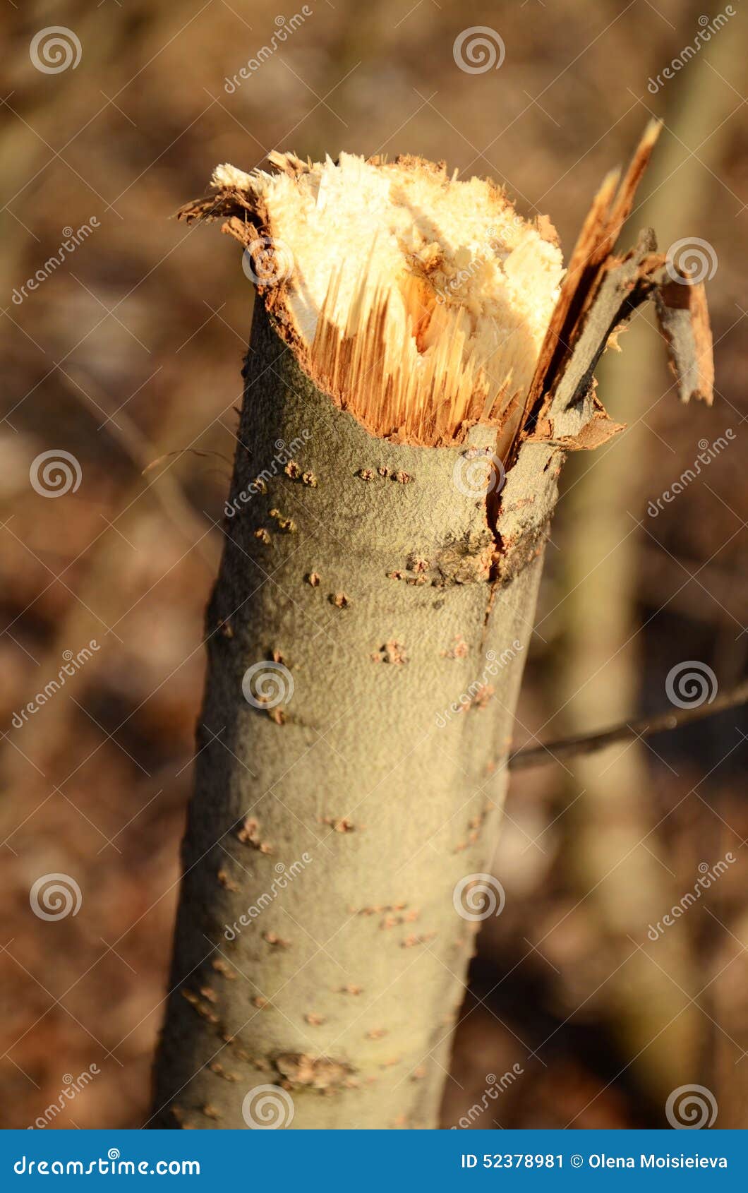 Rough stump branch stock image. Image of green, grow - 52378981