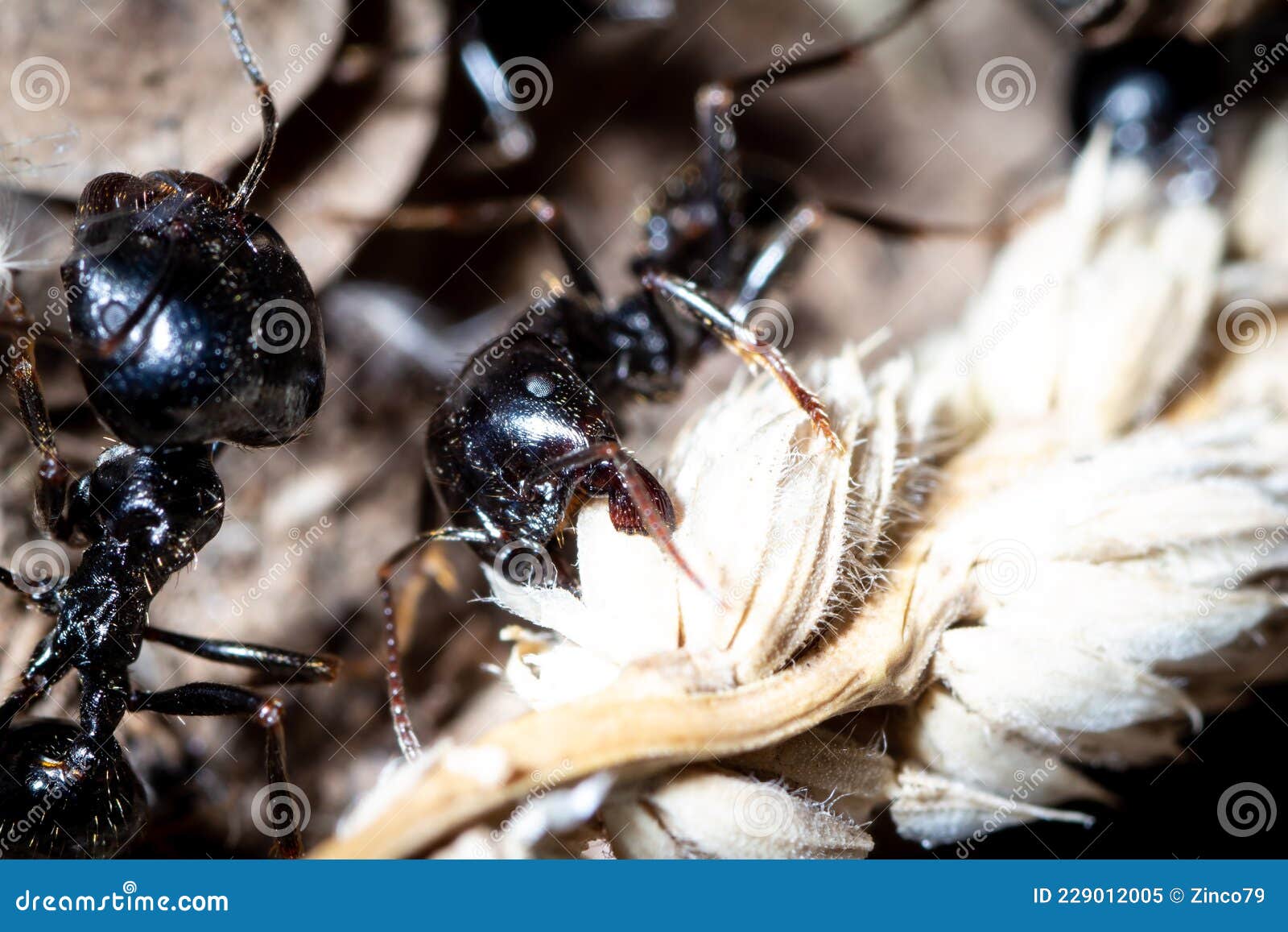 Messor Capitatus Stock Photos - Free & Royalty-Free Stock Photos from ...