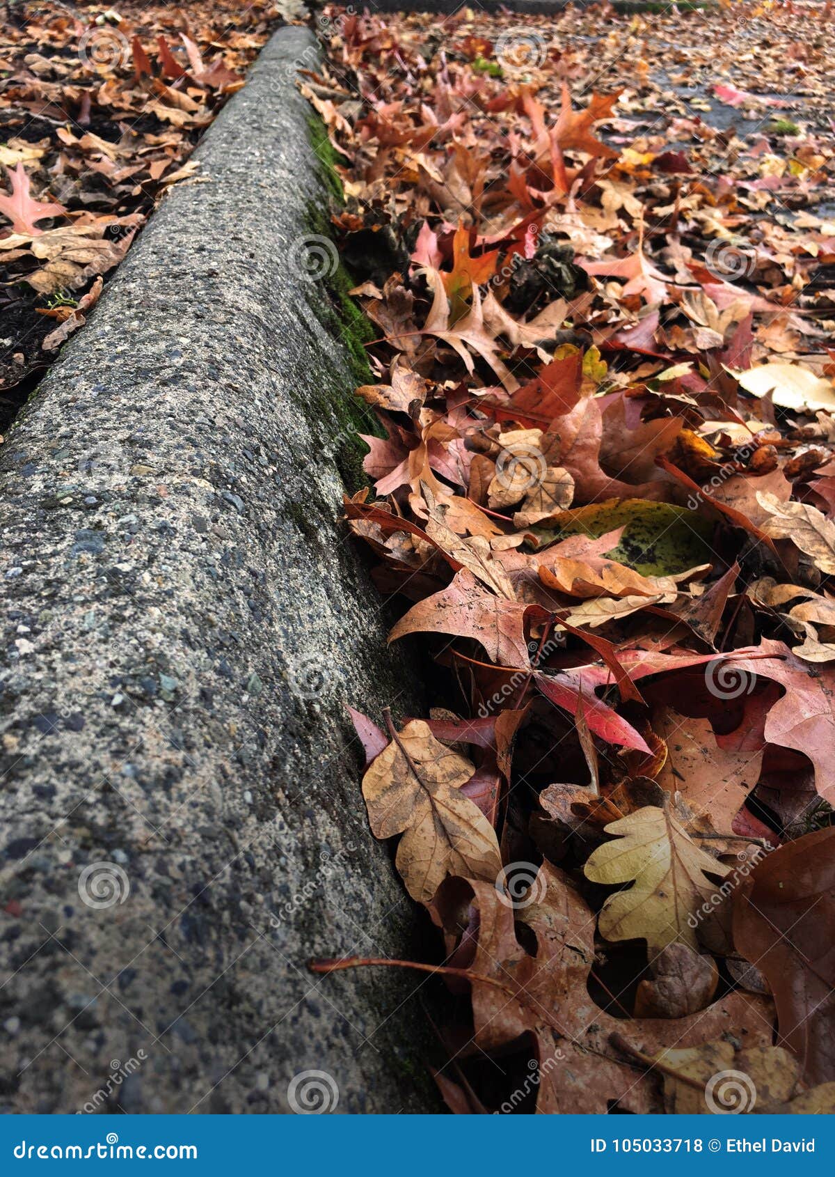 A Messy Autumn Leaves stock photo. Image of leaves, autumn - 105033718