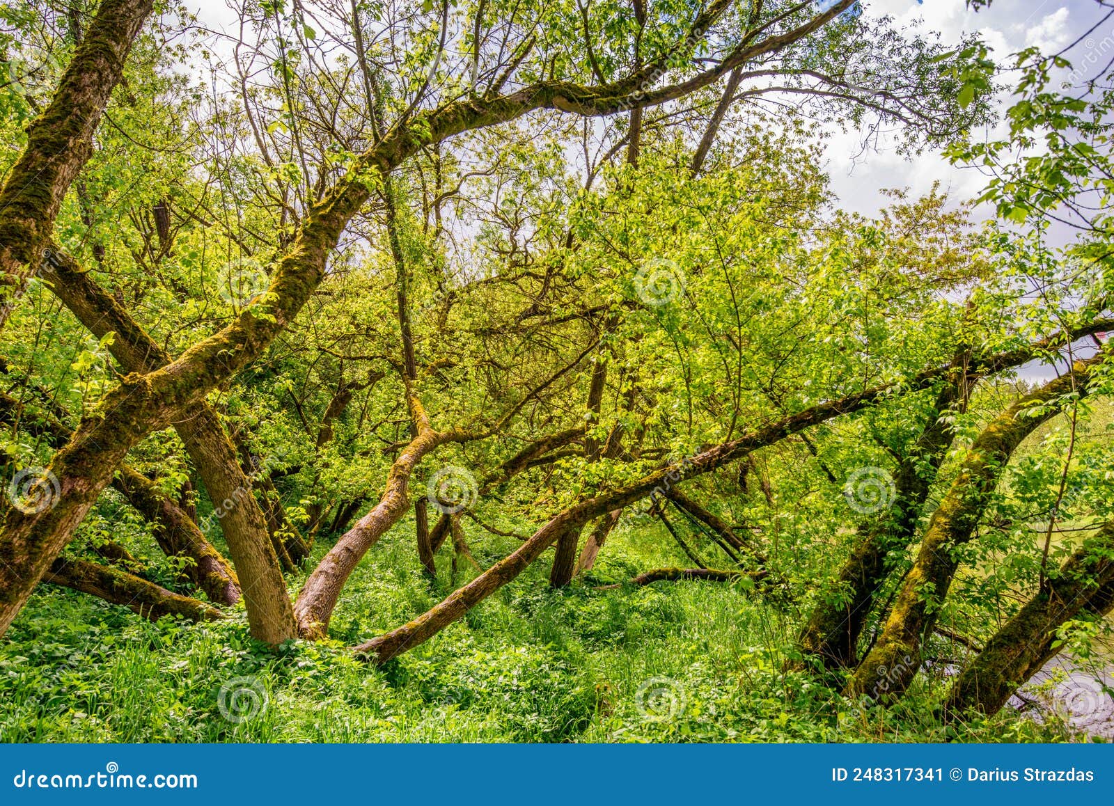 Messy Broken Tree in Green Forest Stock Image - Image of landscape ...