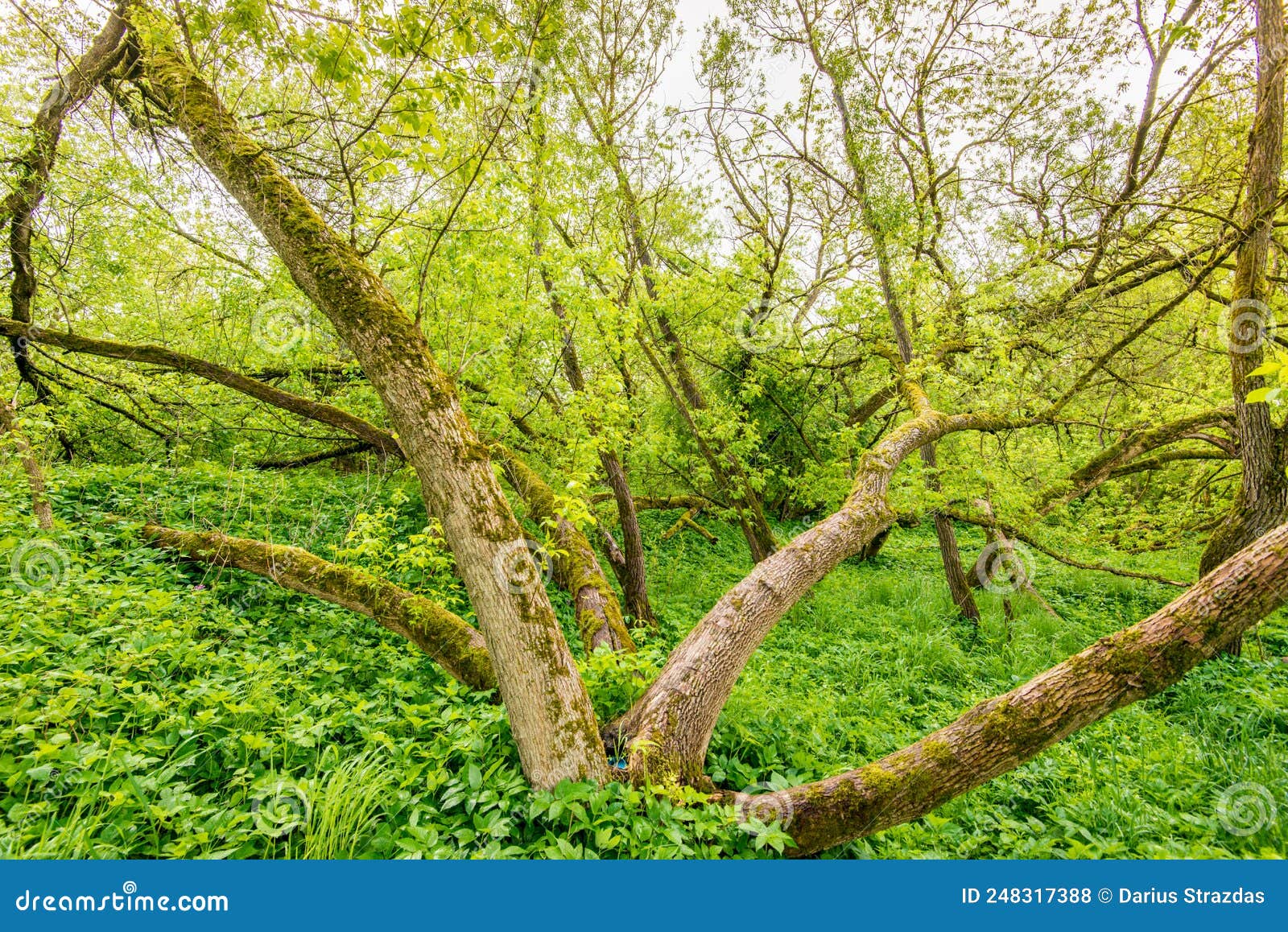 Messy Broken Tree in Green Forest Stock Photo - Image of morning, messy ...