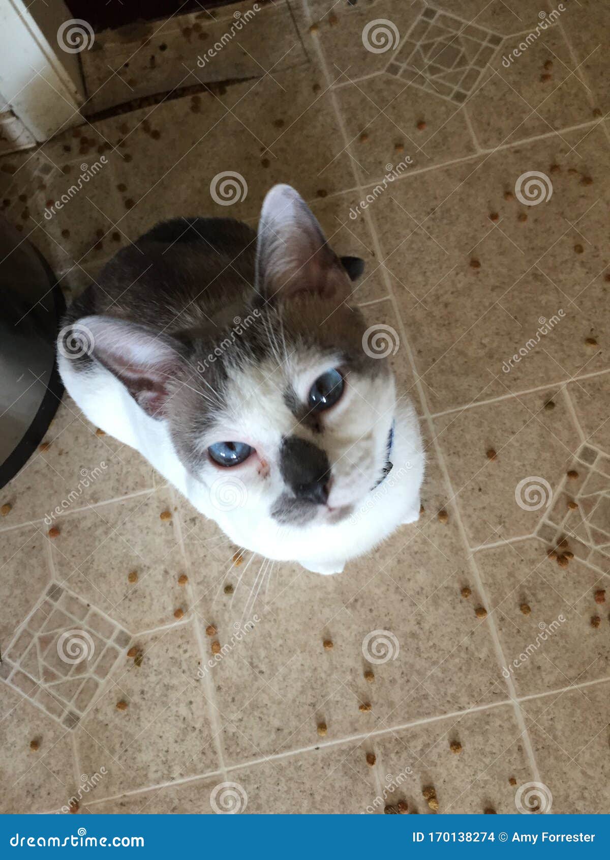 Messy Cat stock photo. Image of trouble, eyed, mess - 170138274