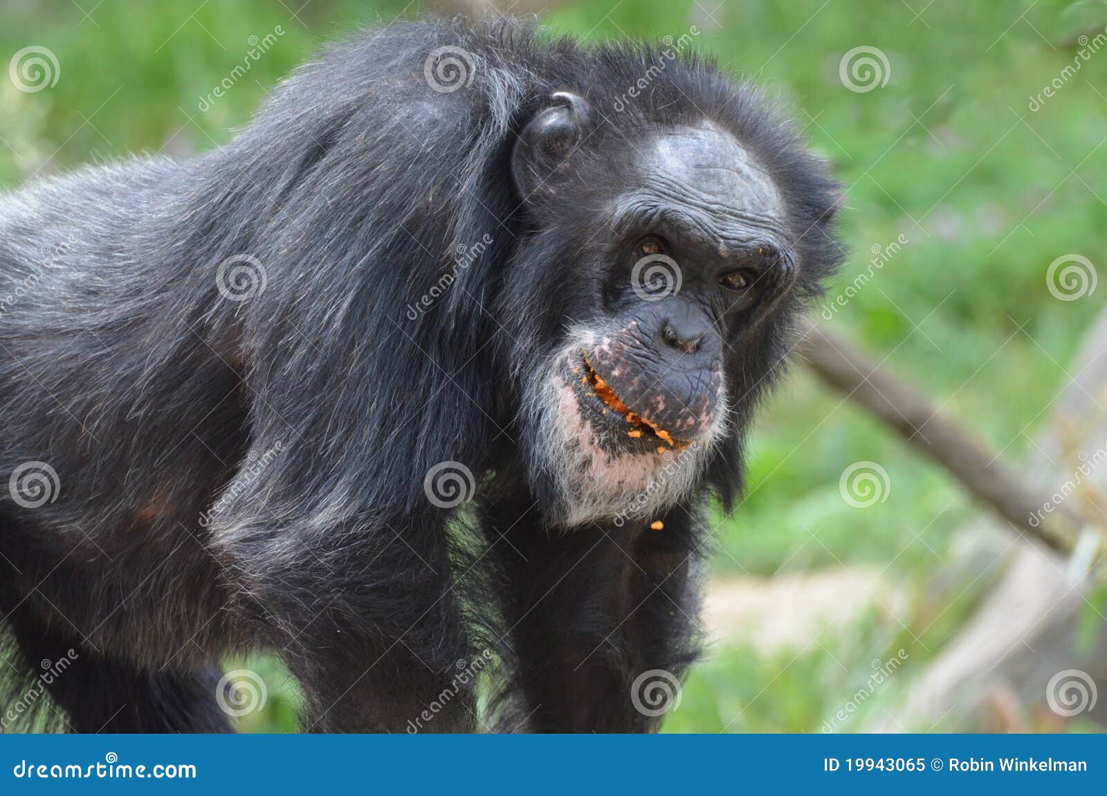 Messy chimp stock image. Image of primate, carrot, chimpanzee - 19943065
