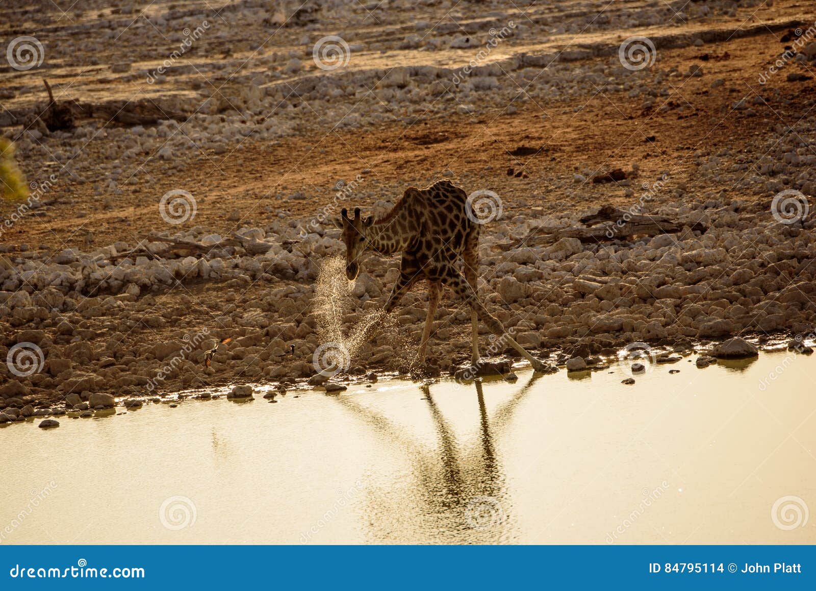 Messy drinker at dusk stock photo. Image of messy, animals - 84795114