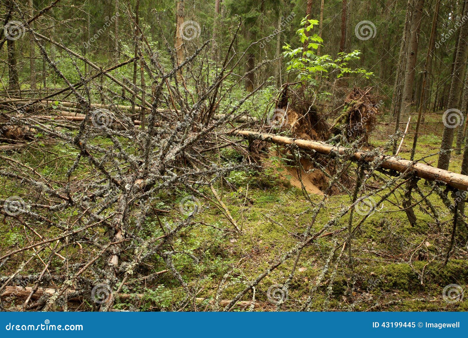 Messy forest stock image. Image of nature, tree, moss - 43199445