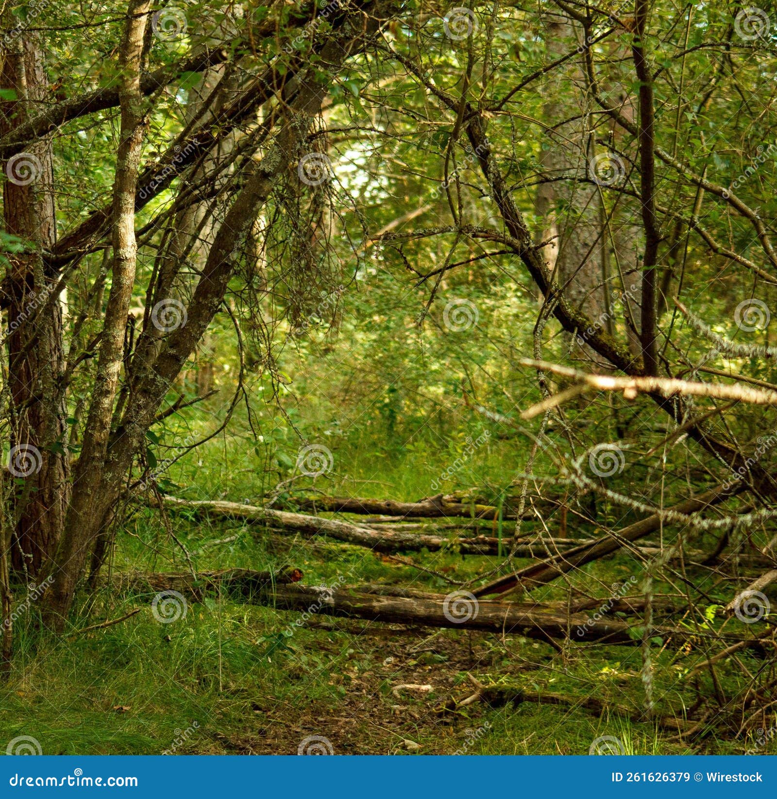Messy Forest Ground with a Sunlight Poking through the Leaf Layers ...