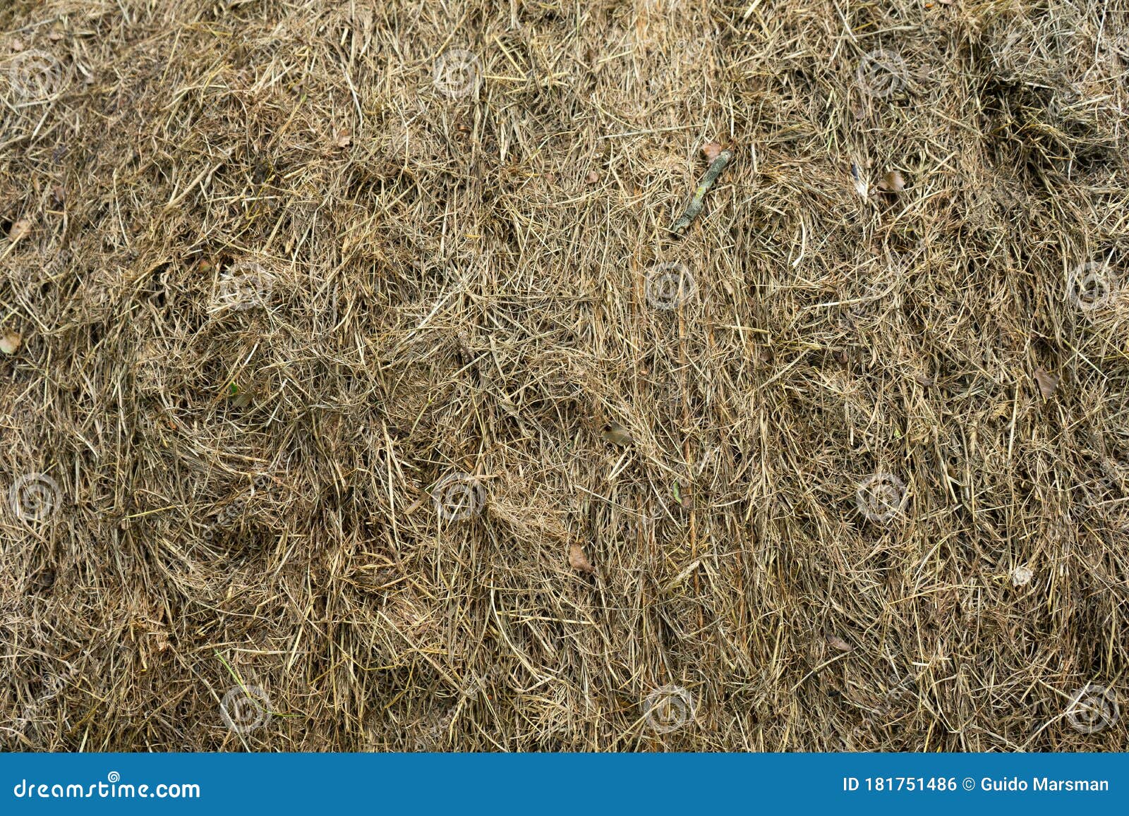 A Messy Hay Stack Texture Topview Stock Photo - Image of farming ...