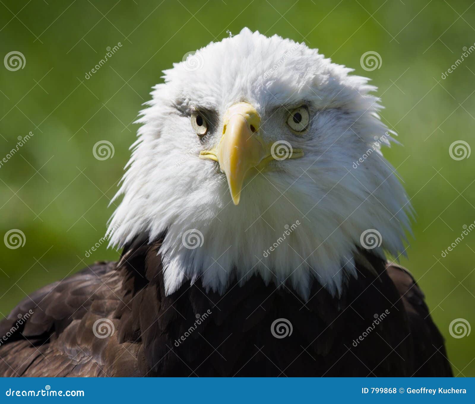 Messy Head Bald Eagle (Haliaeetus Leucocephalus) Stock Photo - Image of ...