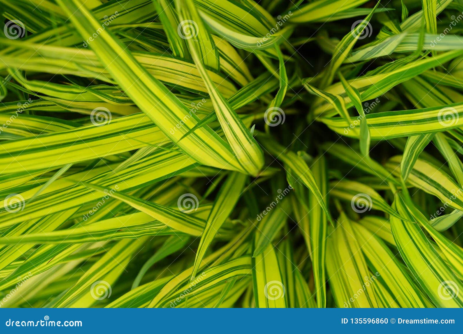 Messy leaf stock photo. Image of green, slim, close - 135596860
