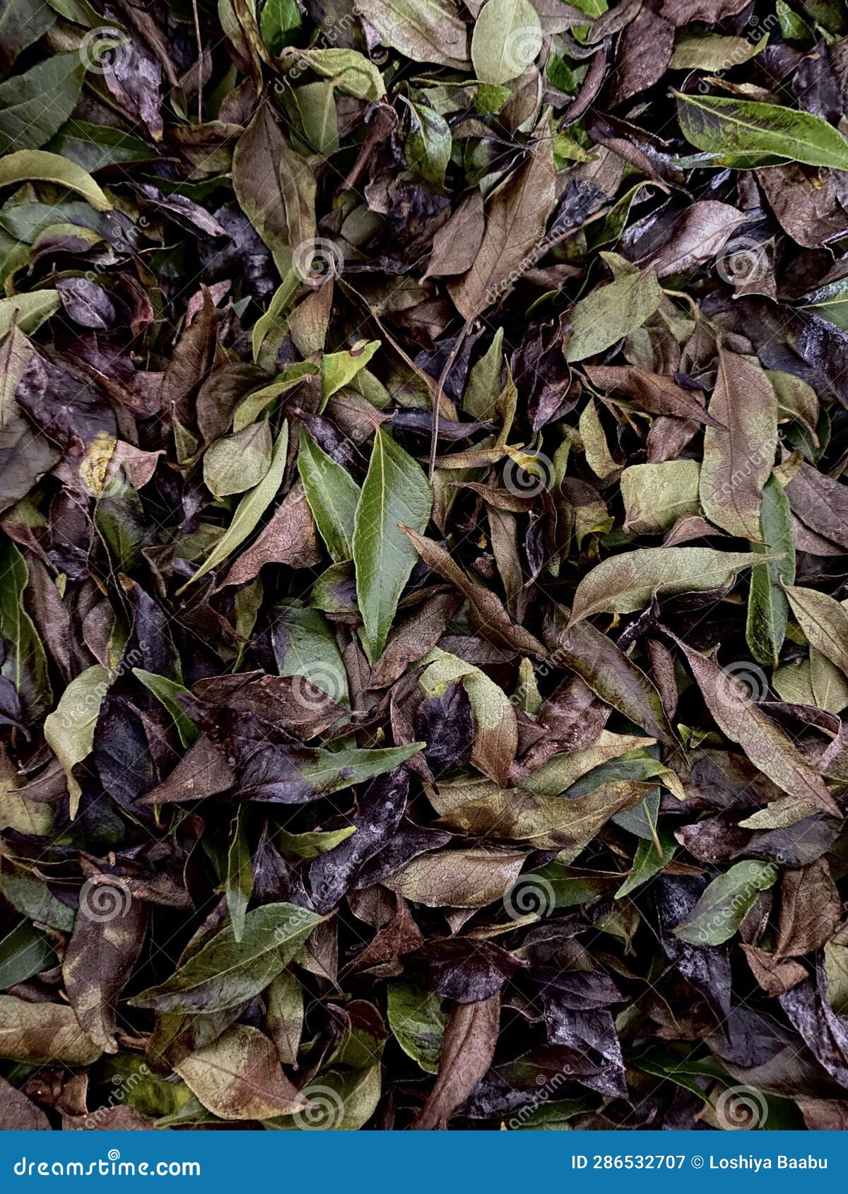 The messy leaves stock image. Image of wallpaper, leaves - 286532707