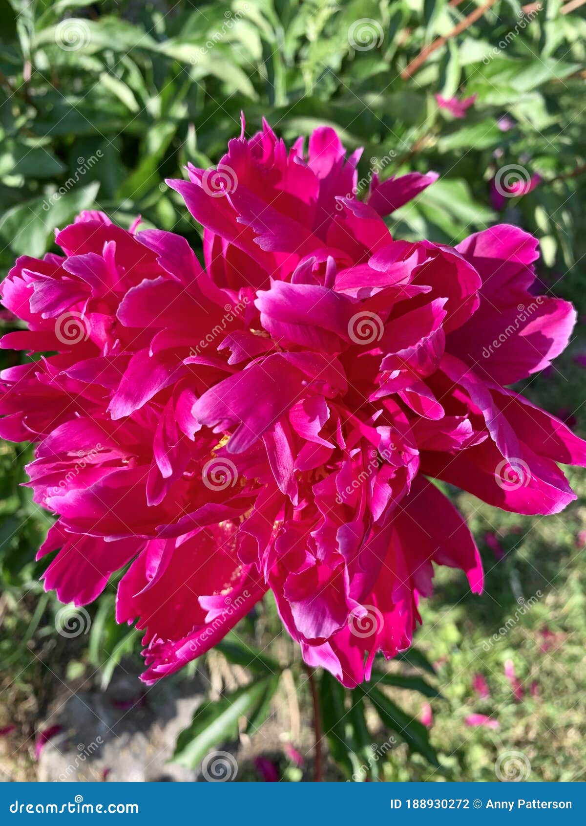 Messy and pink stock photo. Image of nature, flower - 188930272