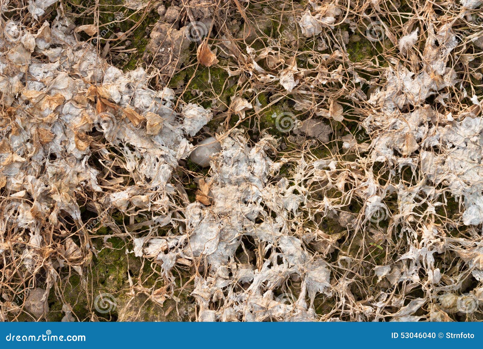 Messy organic texture stock photo. Image of mess, moss - 53046040