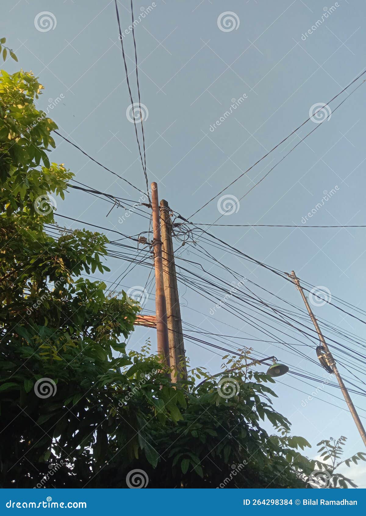 Messy power lines stock photo. Image of tree, lines - 264298384