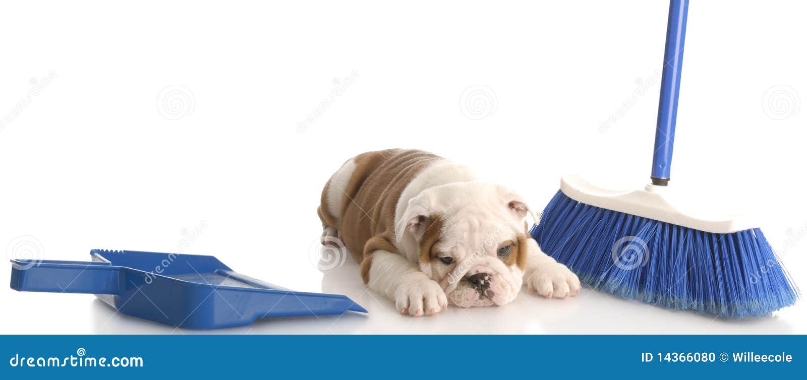 1,672 Messy Puppy Stock Photos - Free & Royalty-Free Stock Photos from ...
