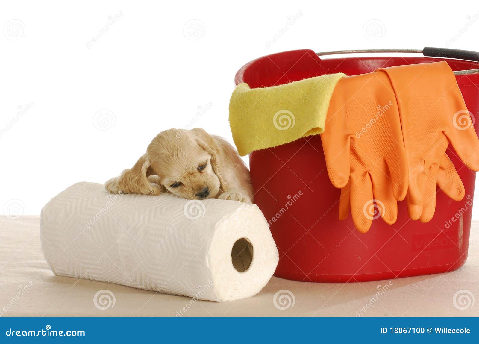 Messy puppy stock photo. Image of cocker, paper, housebreak - 18067100