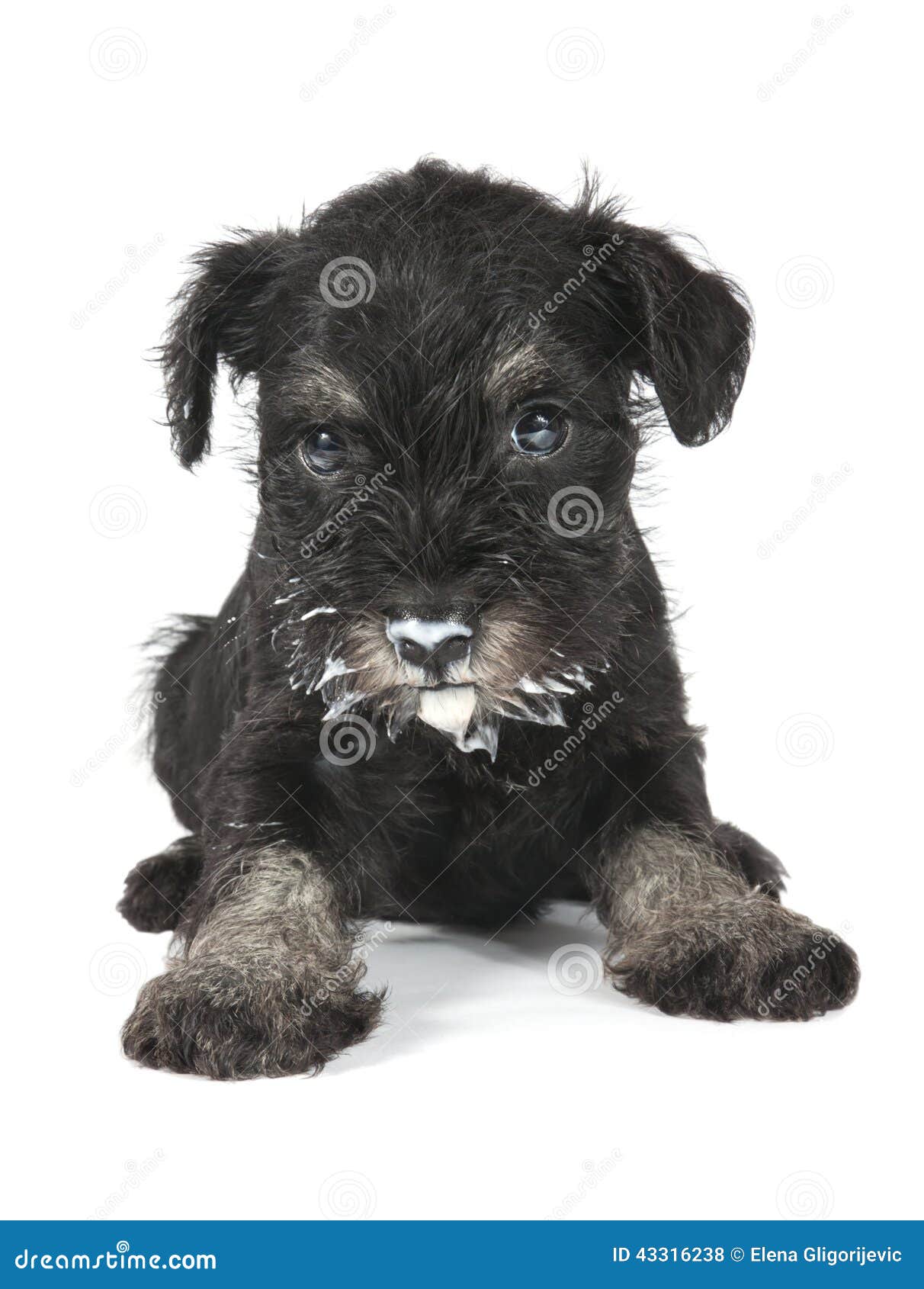 Messy schnauzer puppy stock photo. Image of portrait - 43316238