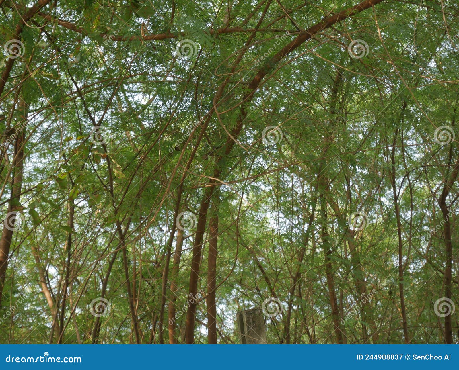 Messy Tree Roots Over Old Stump, Miniature Bonsai Tree Isolated Stock ...