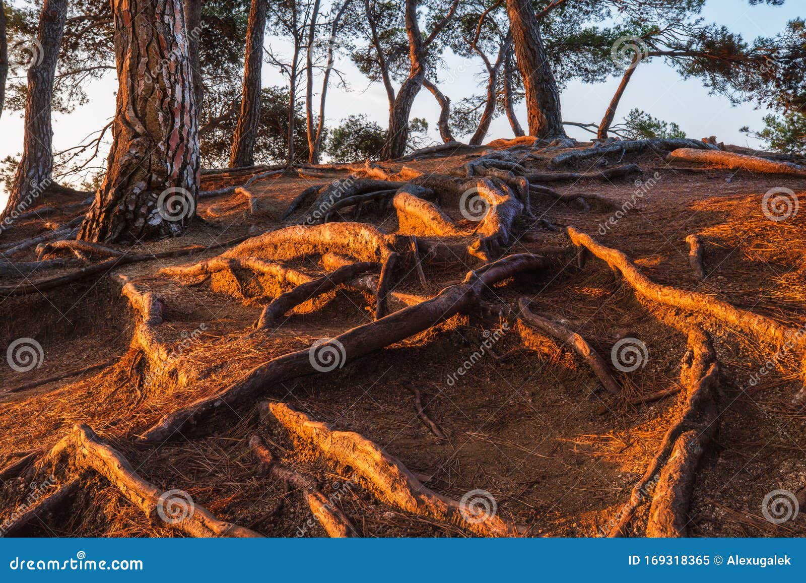 Tree Roots in a Pine Forest Stock Image - Image of surface, colorful ...