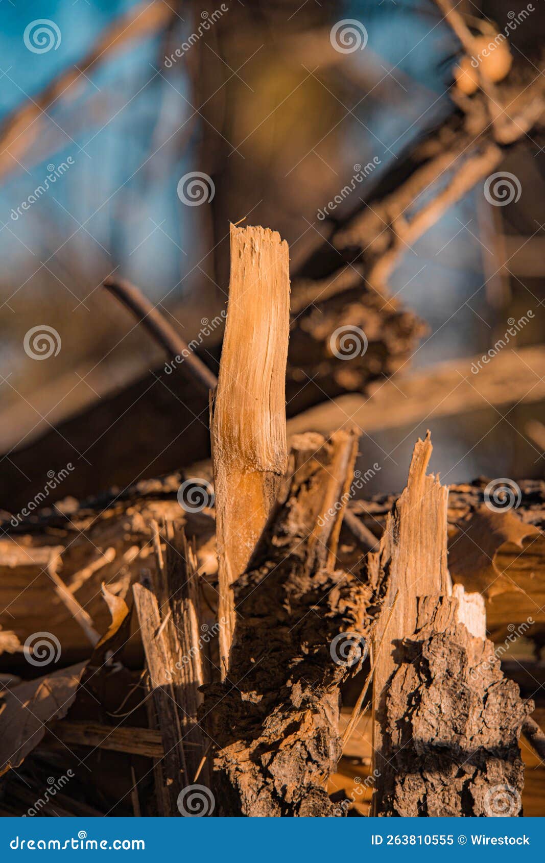 Messy Tree Stump from Fallen Down Tree Stock Image - Image of trunk ...