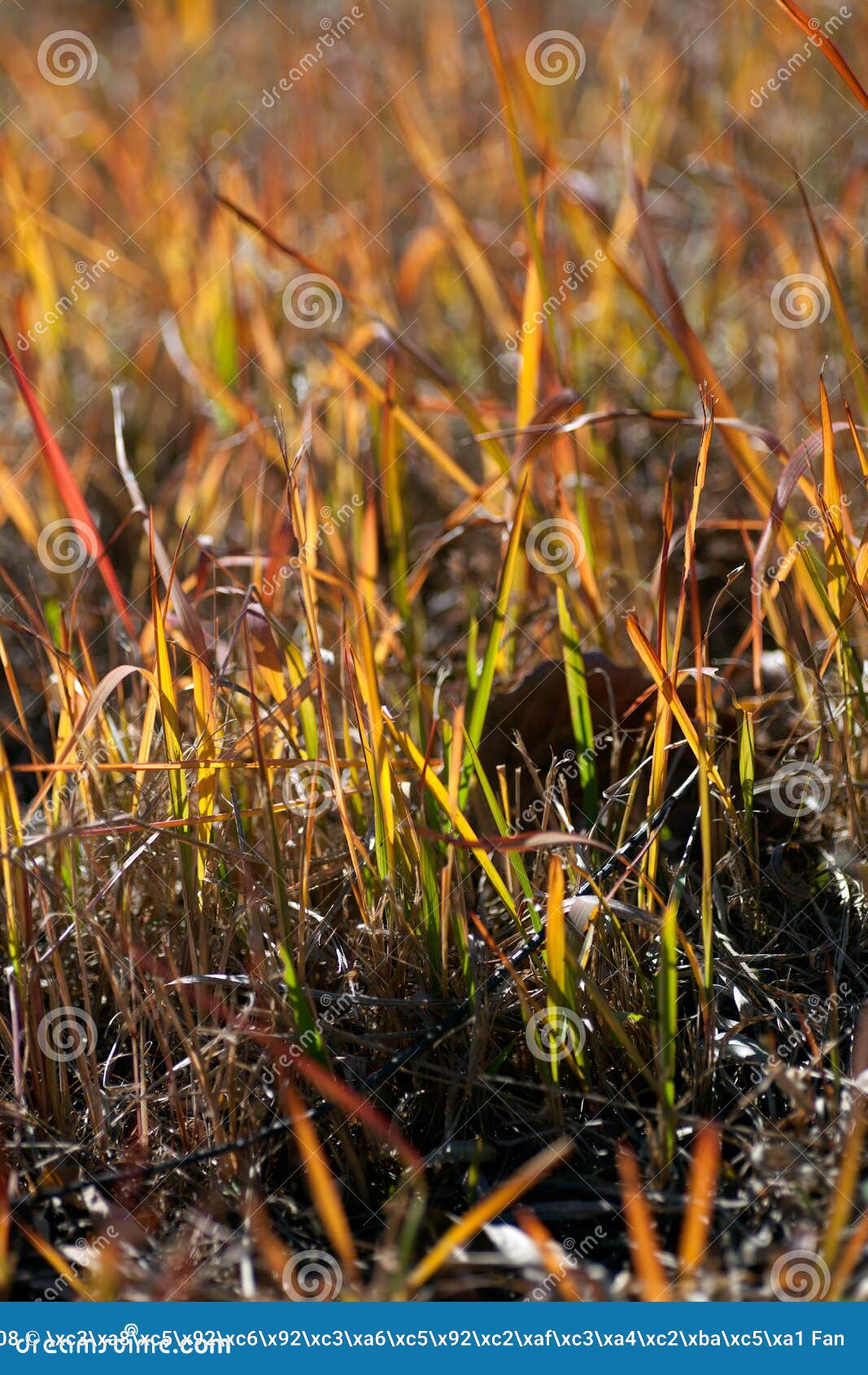 Messy Weeds in Autumn Outdoors Stock Photo - Image of desolate, messy ...