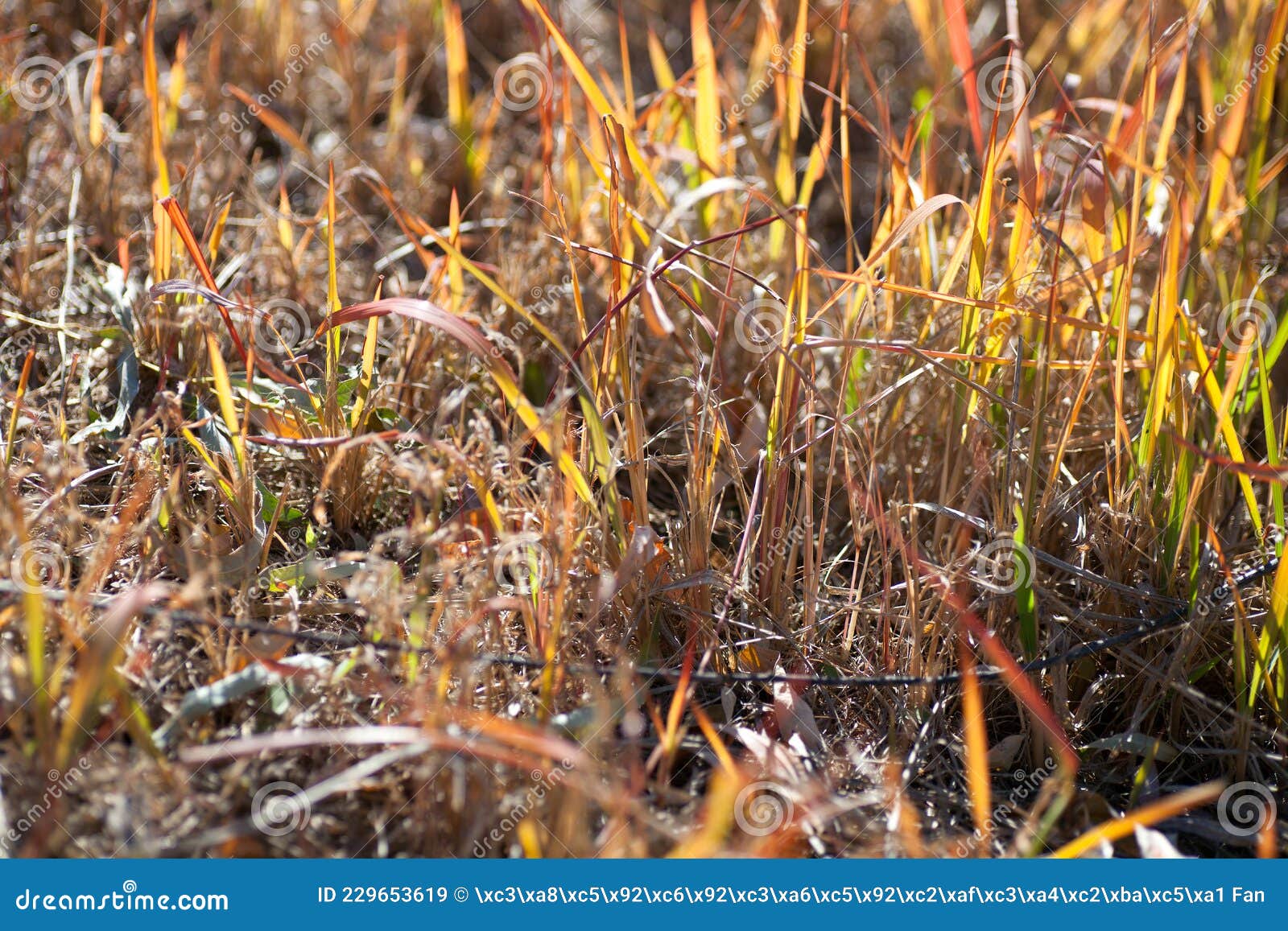 Messy Weeds in Autumn Outdoors Stock Image - Image of outdoors ...