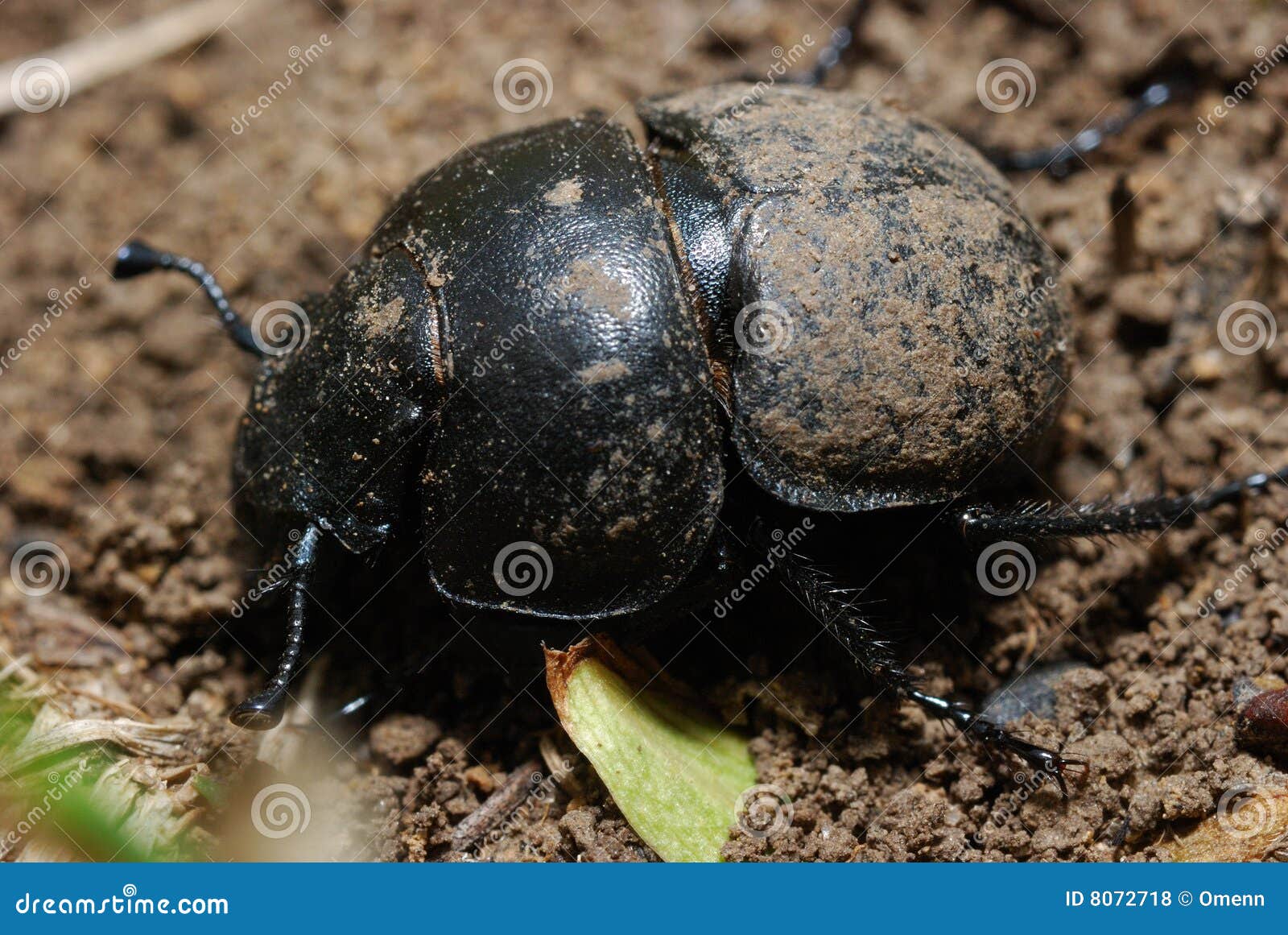 Mest-kever stock foto. Image of lente, tuin, glanzend - 8072718