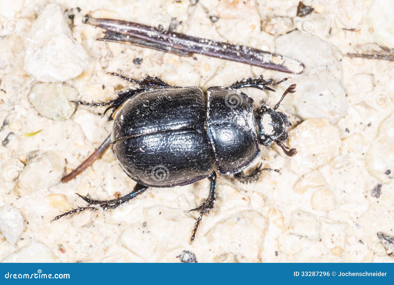 Mestkever, Geotrupes-stercorosusscr. Stock Foto - Image of entomologie ...