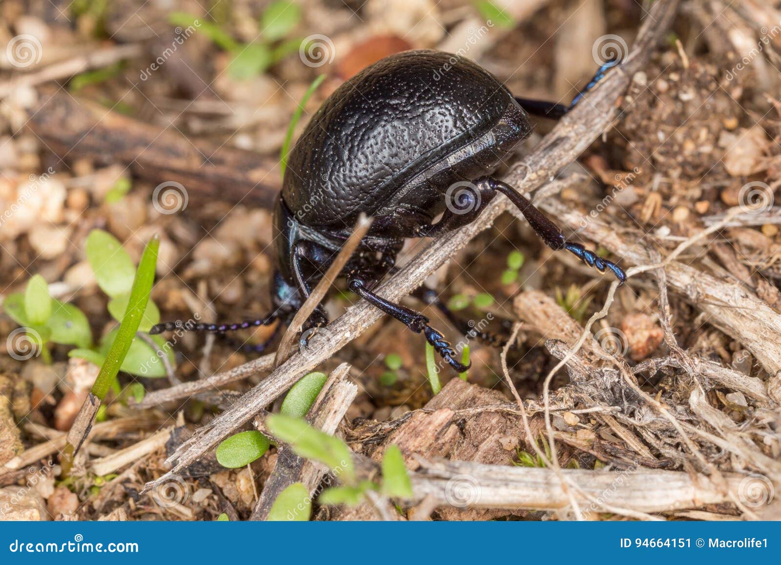 Mestkever op het gebied stock afbeelding. Image of mest - 94664151