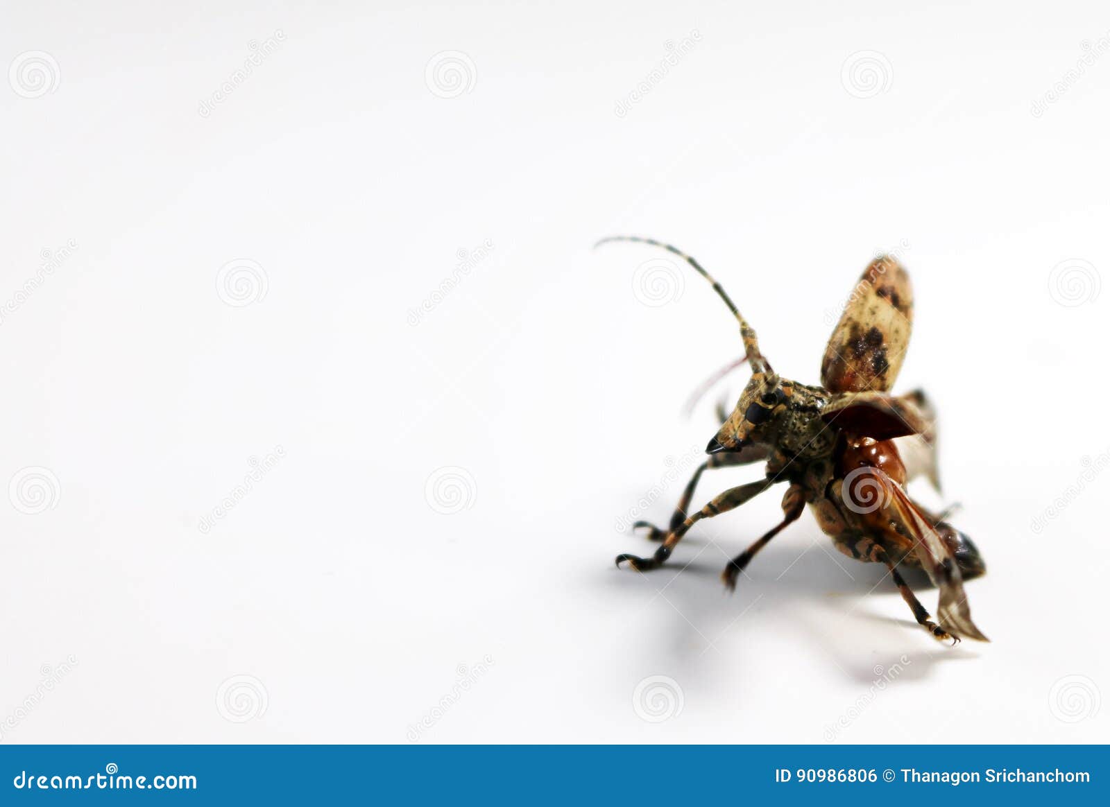 Mestkever Uitgespreide Vleugels Stock Foto - Image of insect ...