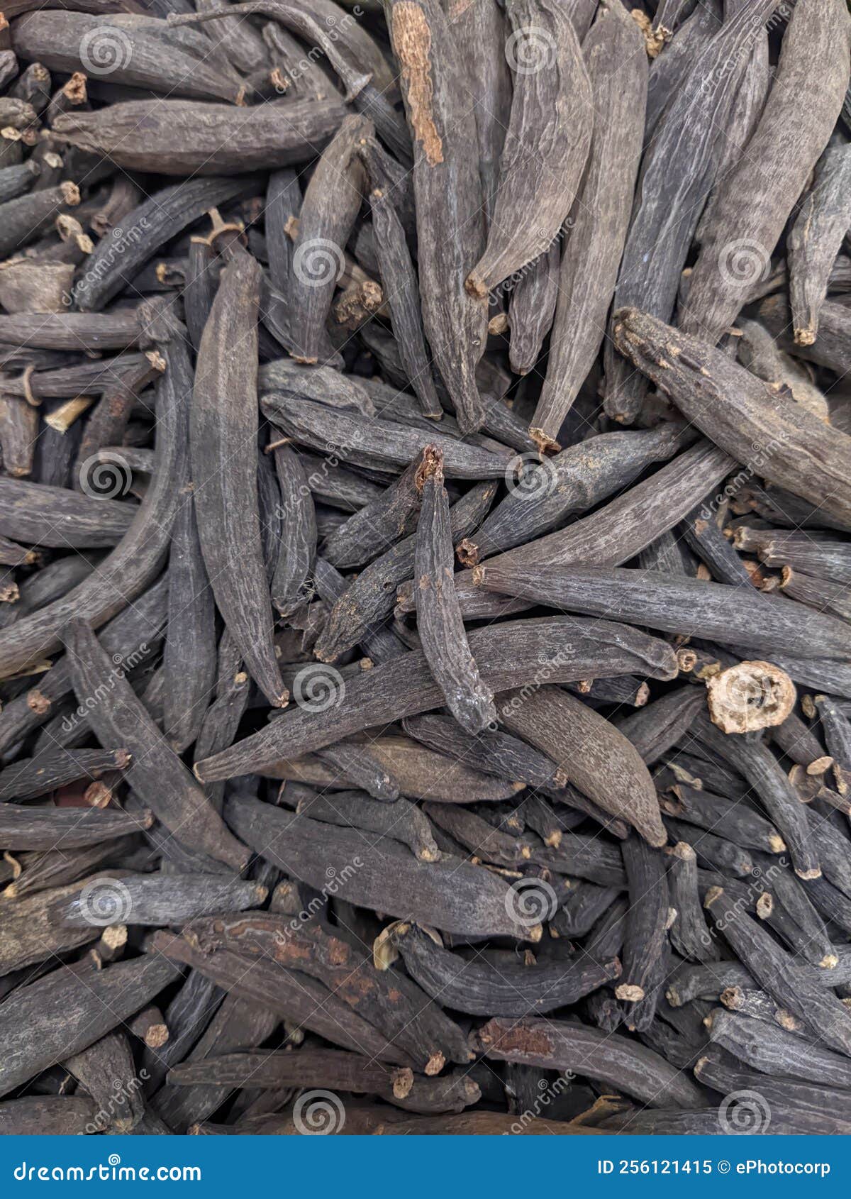 Mesua Ferrea or Nagkesar Spice, Sringeri, Karnataka Stock Image - Image ...