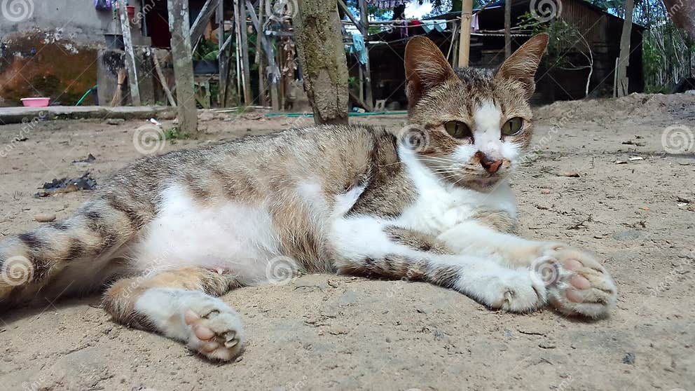 Met a Cat Sunbathing Behind the House Stock Photo - Image of sunbathing ...