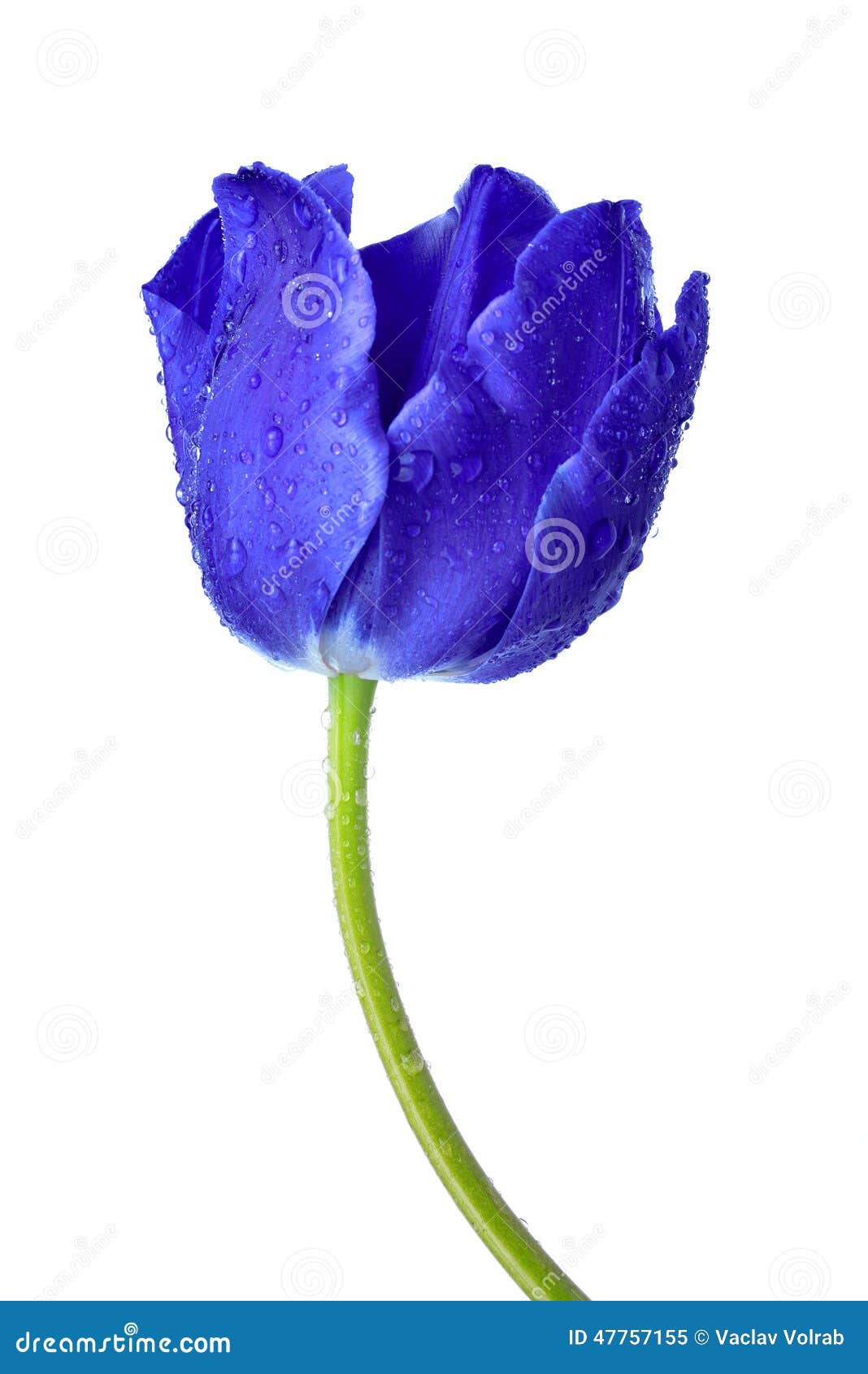 Met Dauw Bedekte Blauwe Tulp Stock Afbeelding - Image of kruid ...