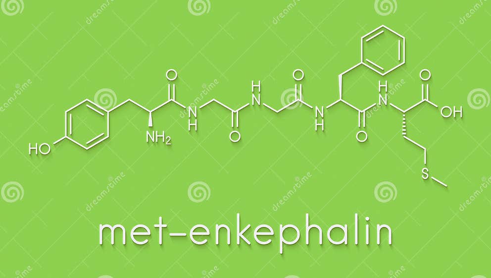 Met-enkephalin Endogenous Opioid Peptide Molecule. Skeletal Formula ...