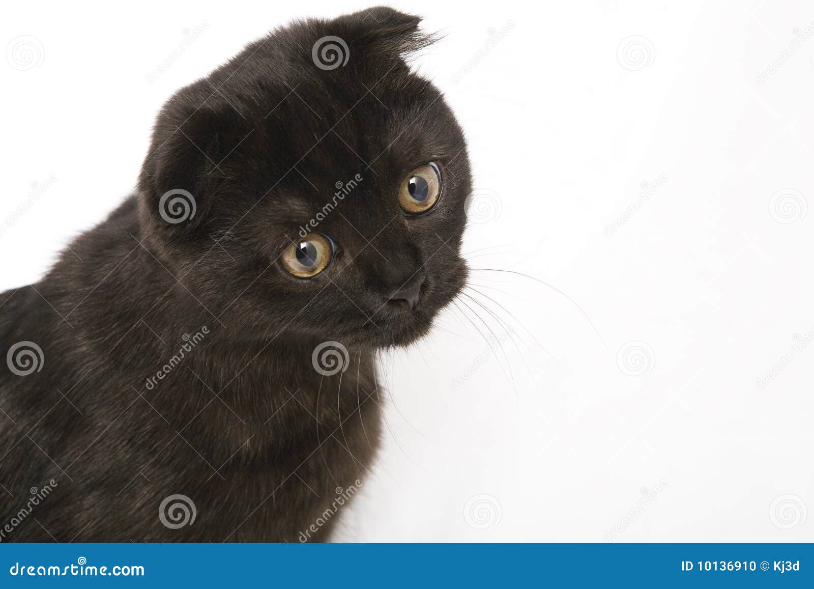 Met hangende oren kat stock foto. Image of haring, zwart - 10136910