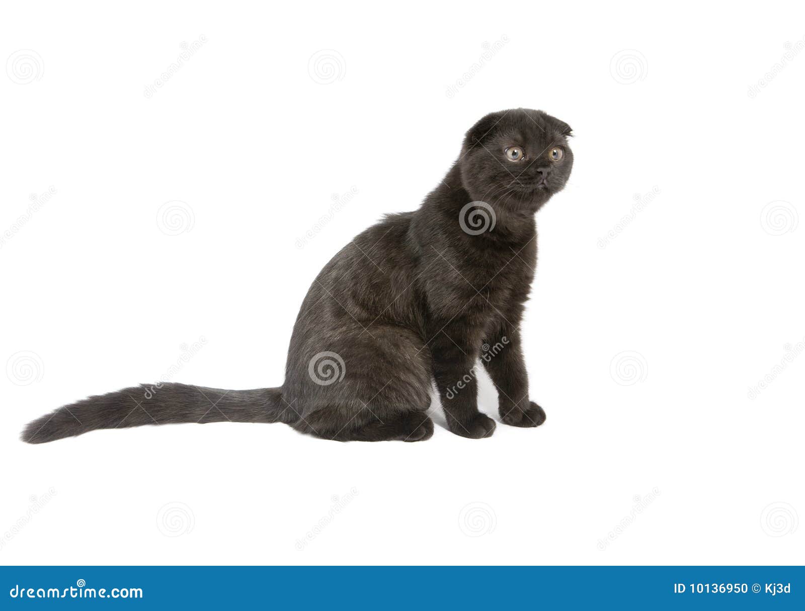 Met hangende oren kat stock foto. Image of klap, geoorloofd - 10136950