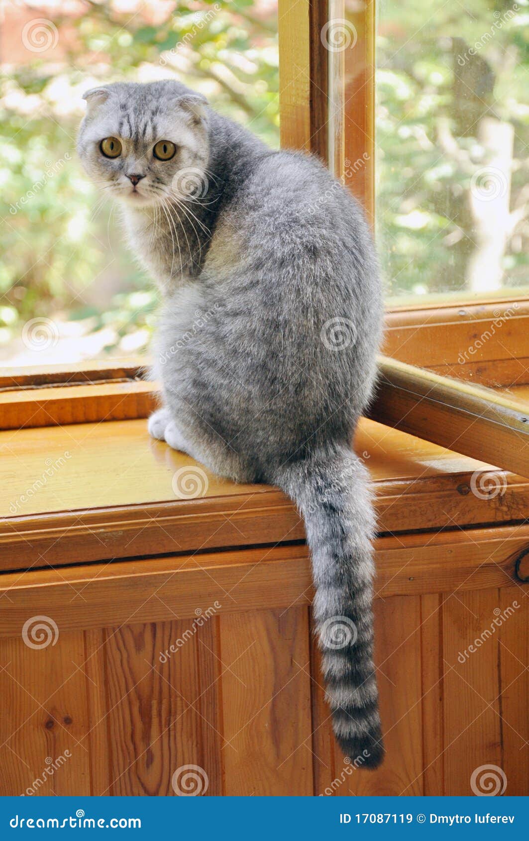 Met hangende oren kat stock afbeelding. Image of lying - 17087119