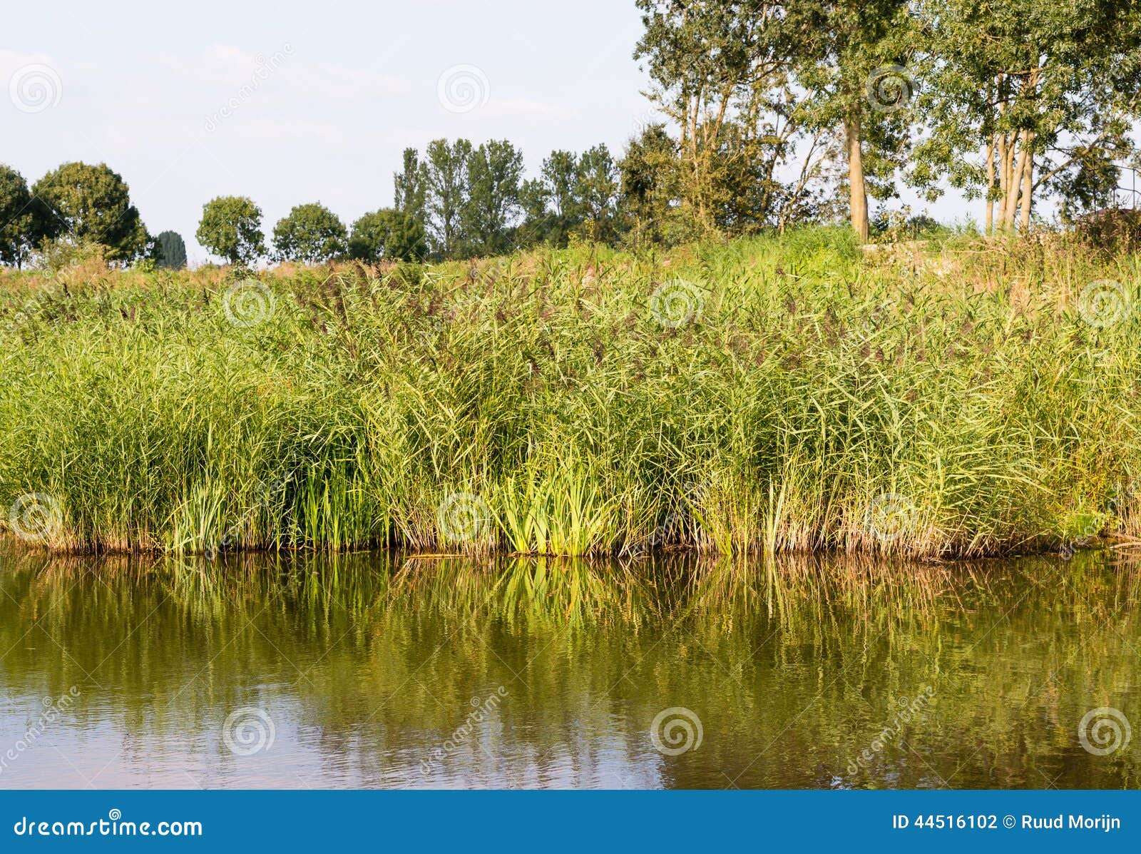 Met Riet Bedekte Rivieroever Stock Foto - Image of naughty ...