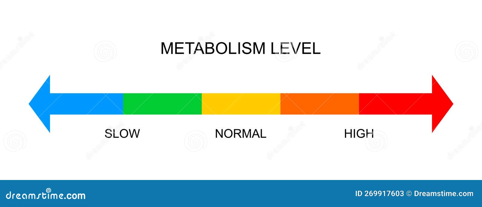 Metabolism Meter Horizontal Scale. Metabolic Levels From Slow To High ... Metabolism Meter Horizontal Scale. Metabolic Levels From Slow To High ...
