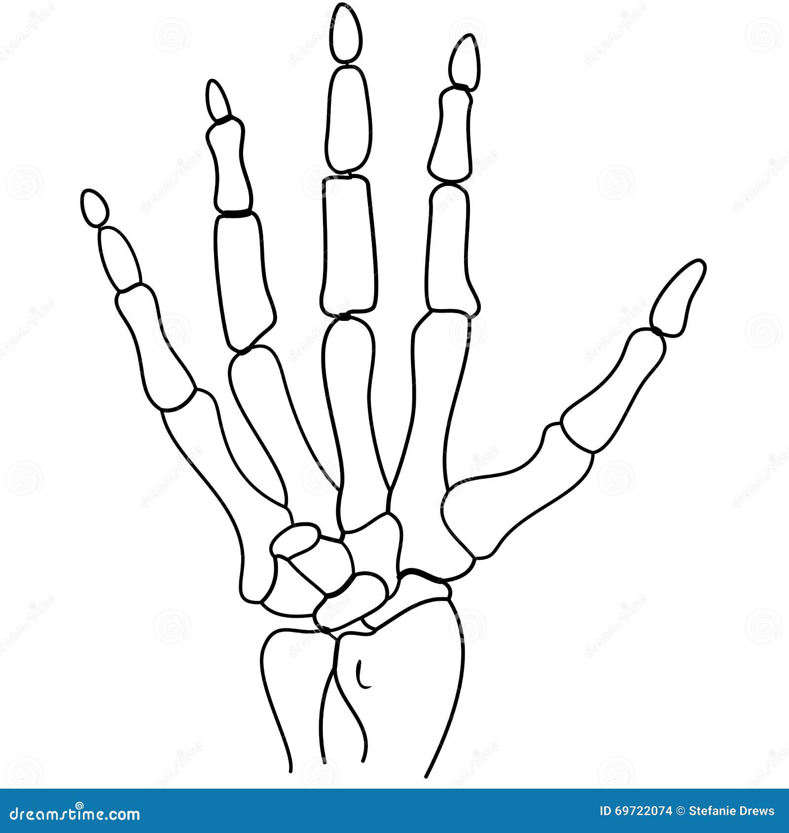 Metacarpals stock vector. Illustration of background - 69722074