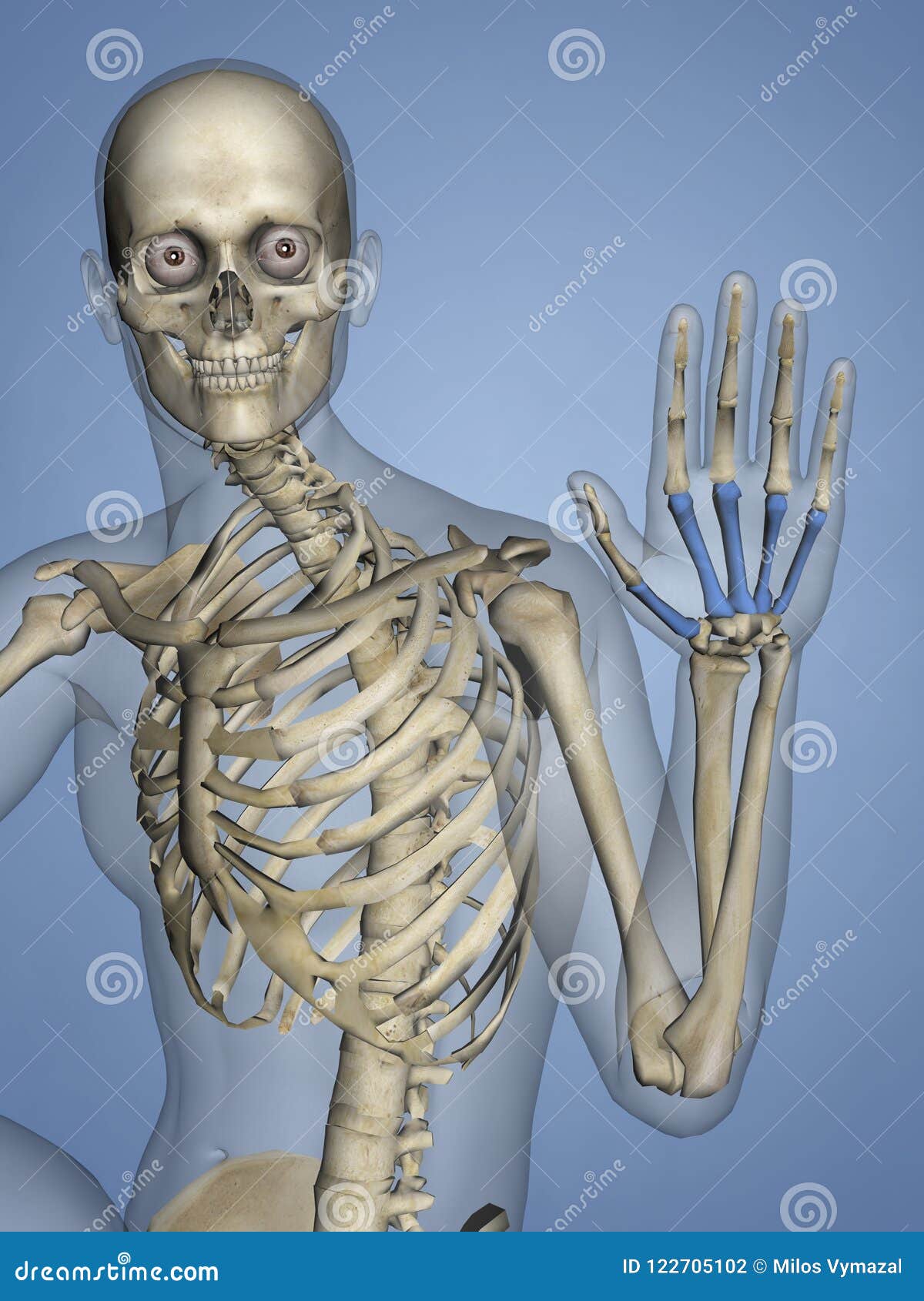 Metacarpo, Esqueleto Humano, Modelo 3D Ilustração Stock - Ilustração de ...