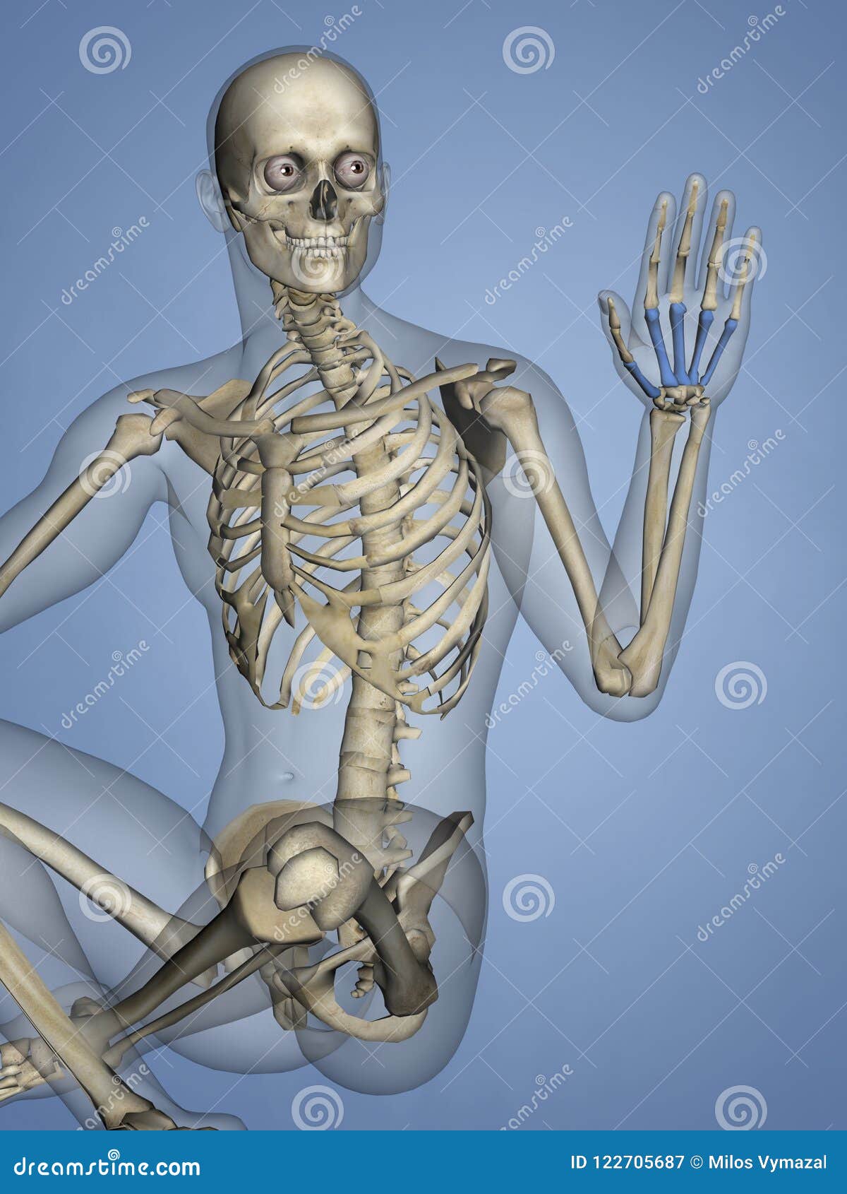 Metacarpo, Esqueleto Humano, Modelo 3D Ilustração Stock - Ilustração de ...