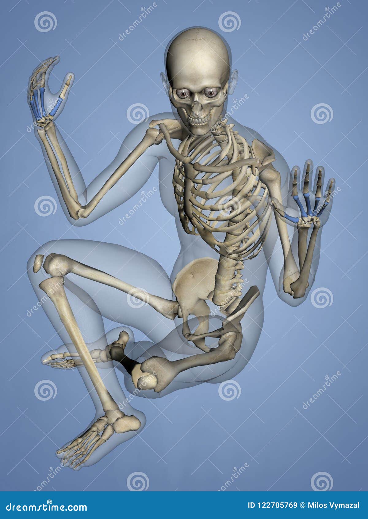 Metacarpo, Esqueleto Humano, Modelo 3D Stock de ilustración ...