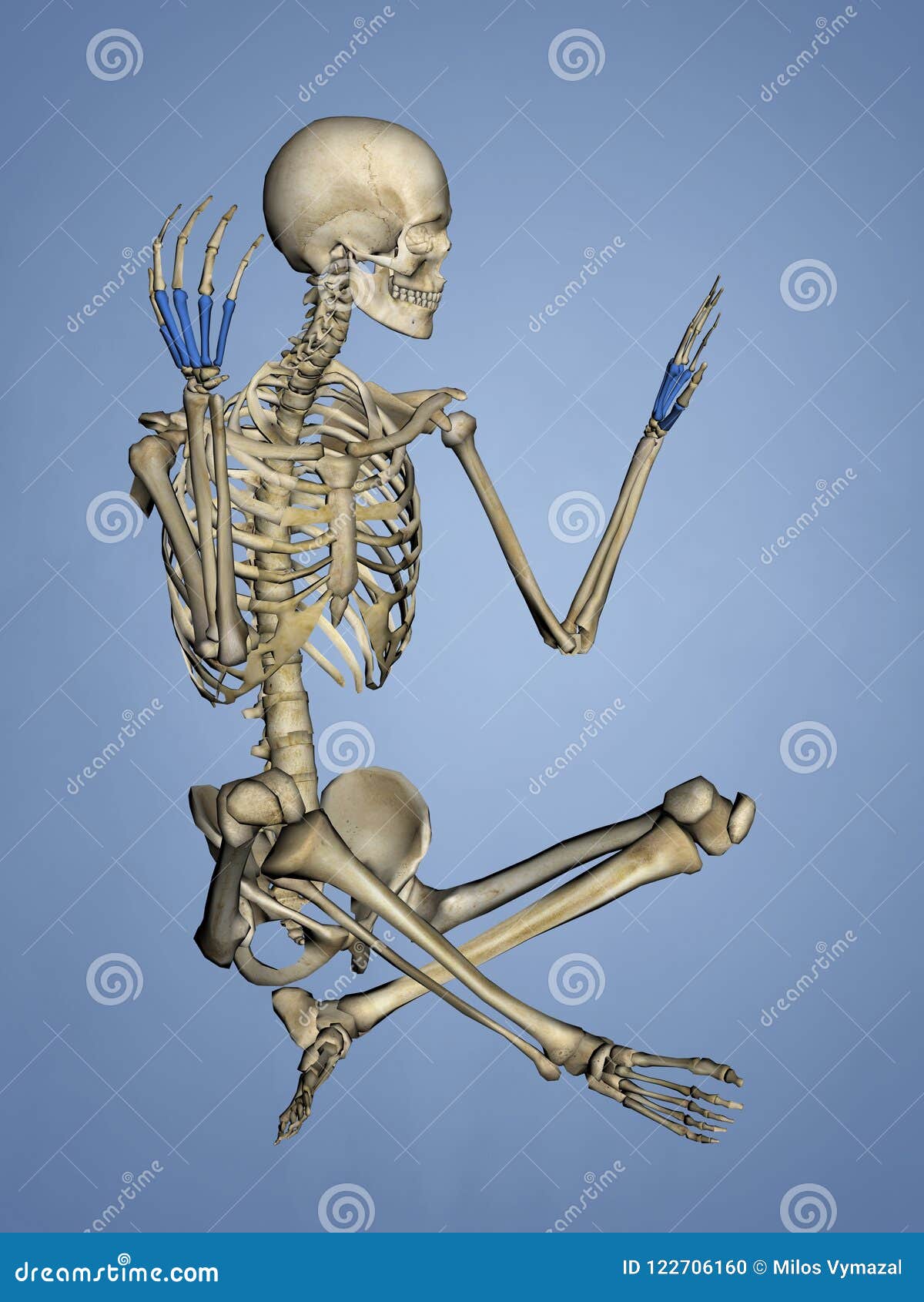 Metacarpo, Esqueleto Humano, Modelo 3D Stock de ilustración ...