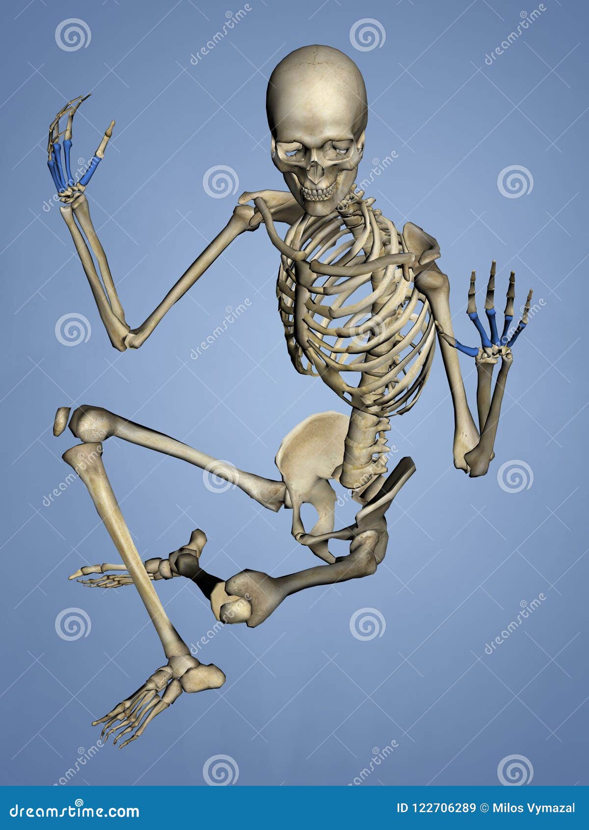 Metacarpo, Esqueleto Humano, Modelo 3D Stock de ilustración ...