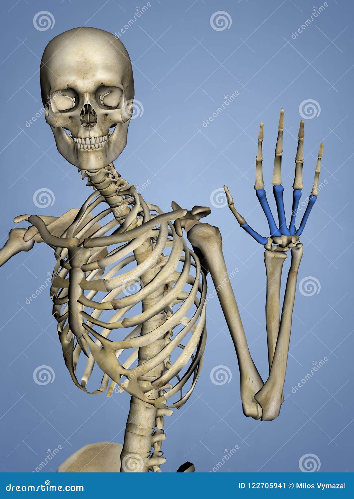 Metacarpus, Menschliches Skelett, Modell 3D Stock Abbildung ...